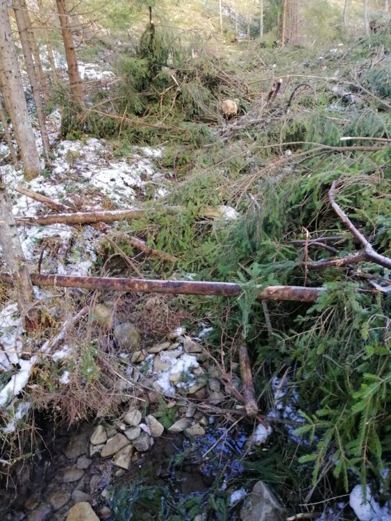 War’s invisible consequences for Ukrainian forests – Ukraine War ...