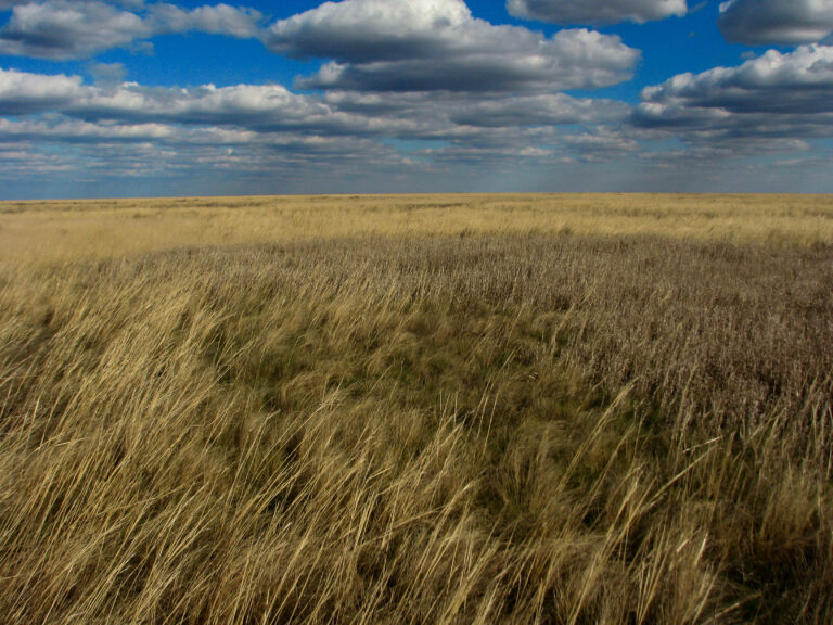 Askania Nova Biosphere Reserve captured by invaders – Ukraine War ...